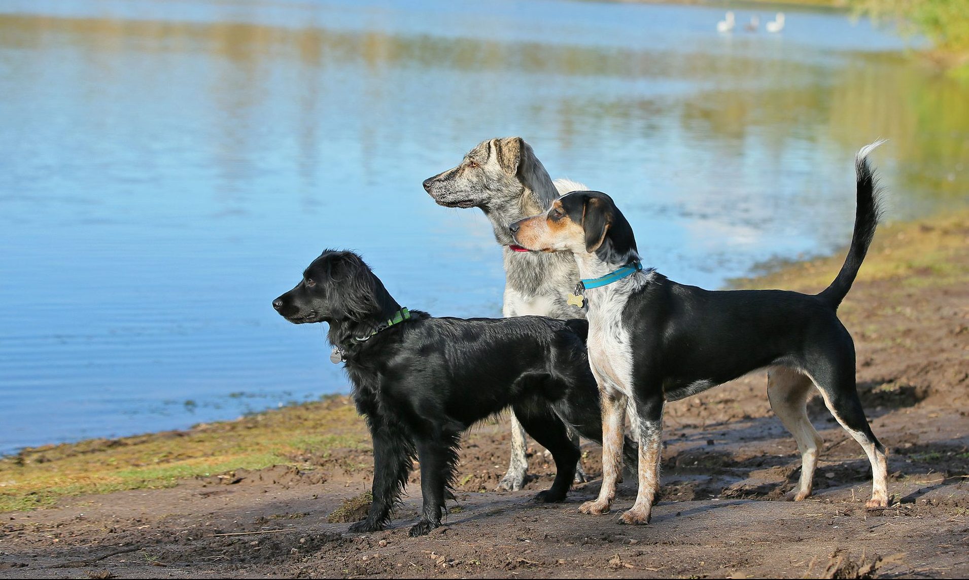 Topline Hydro – Hydrotherapy for dogs